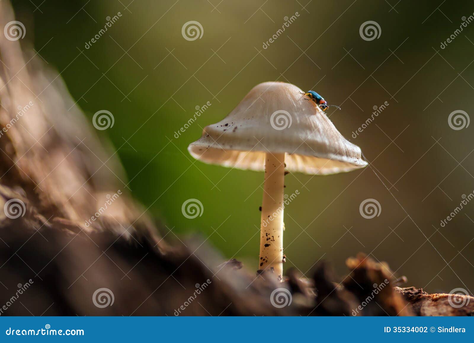 Mushroom with insect. stock photo. Image of seasonal - 35334002