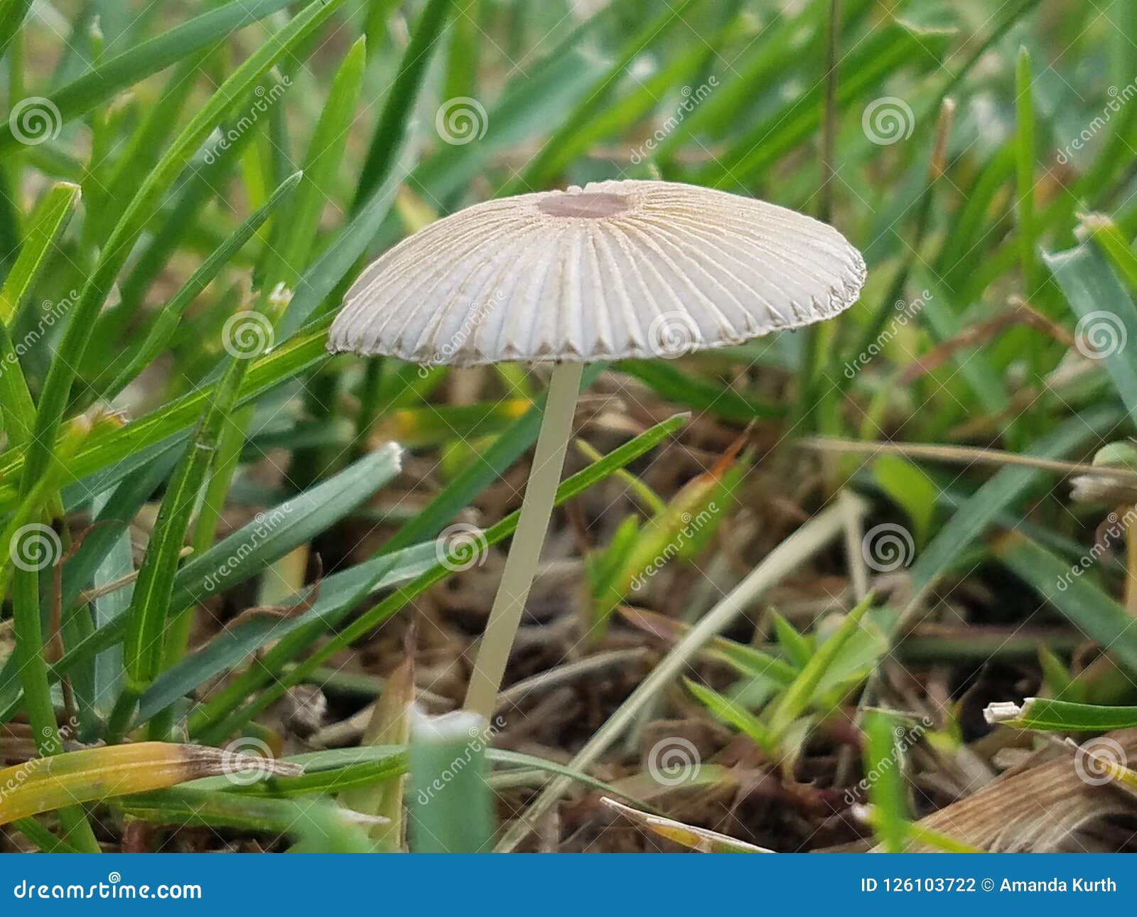 Mushroom stock photo. Image of inside, mushroom, fungus - 126103722