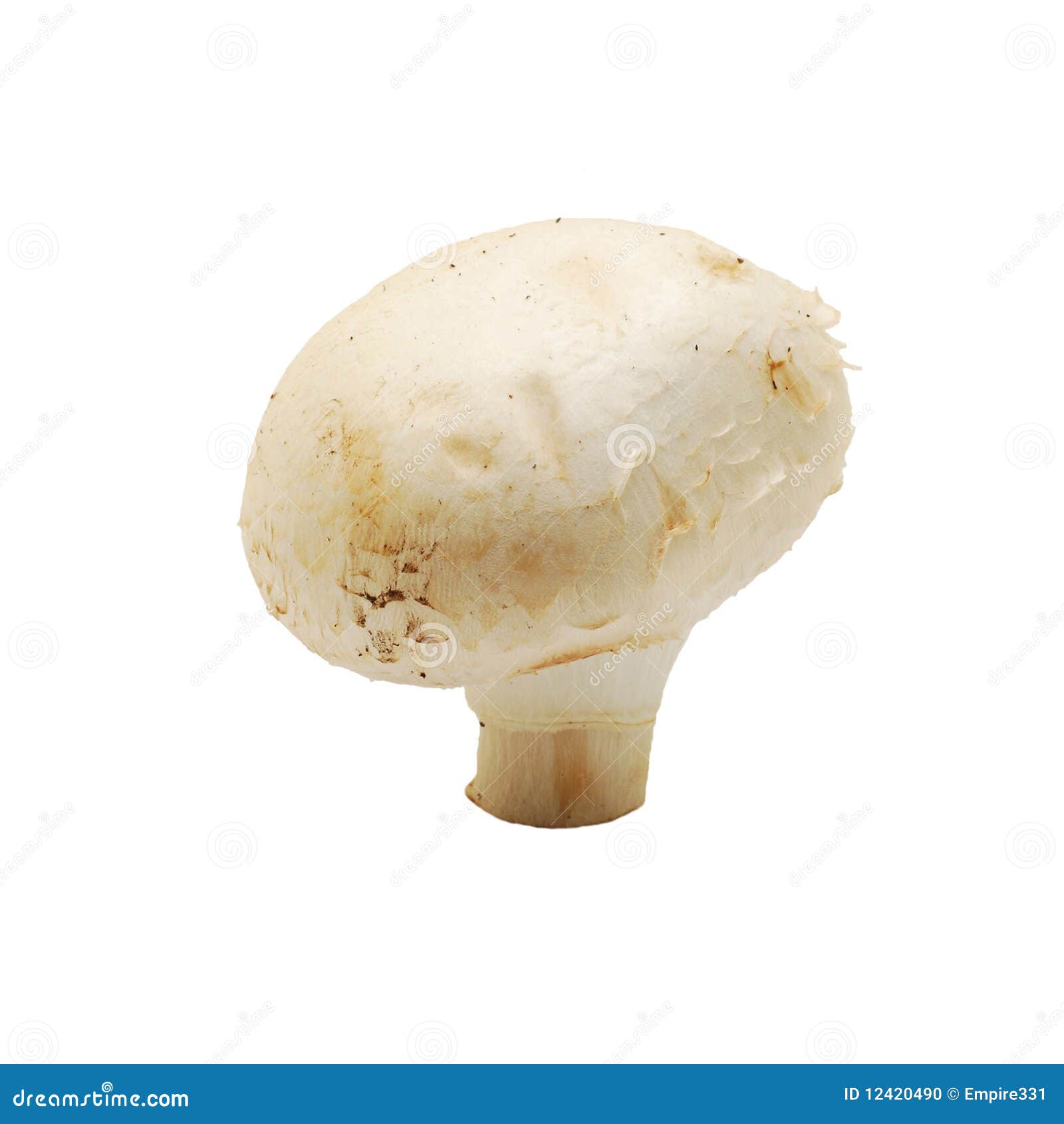 Mushroom isolated stock photo. Image of plant, cooking - 12420490