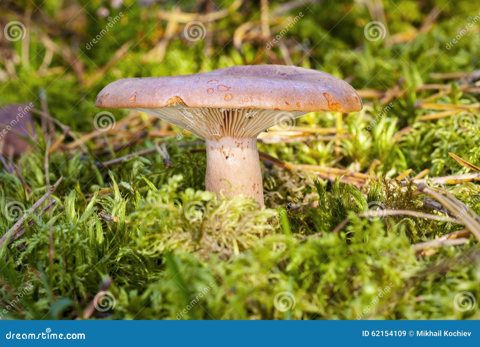 Mushroom Lactarius helvus stock image. Image of pink - 62154109