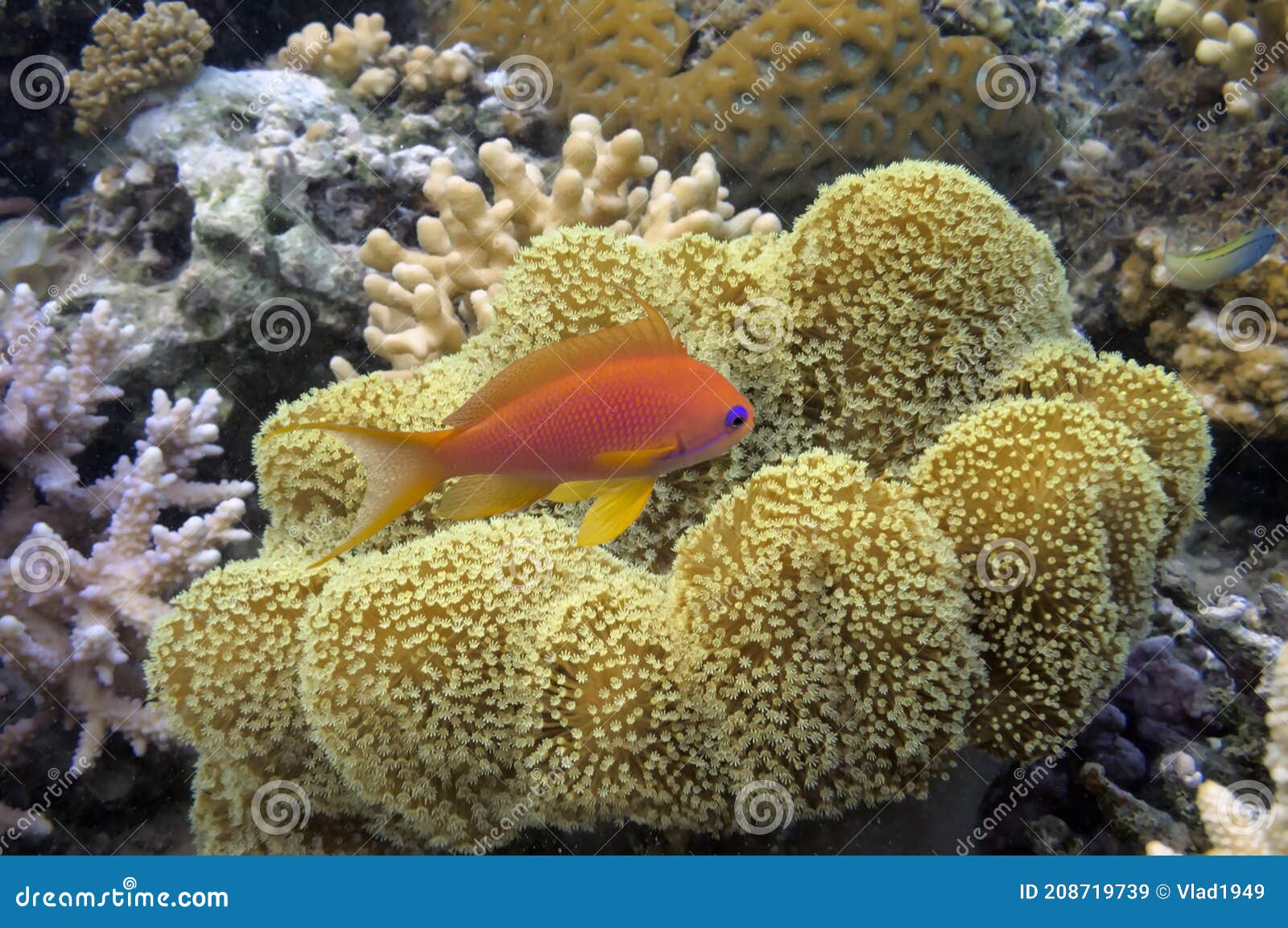 Coral Soft Teddy Fleece Texture Stock Image | CartoonDealer.com #137245591