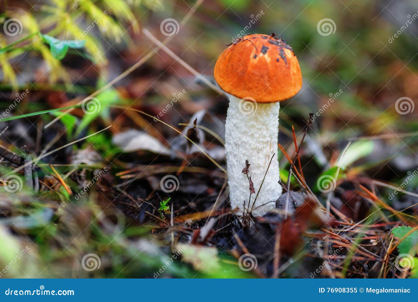 Mushroom Leccinum Aurantiacum Stock Image - Image of freshness ...