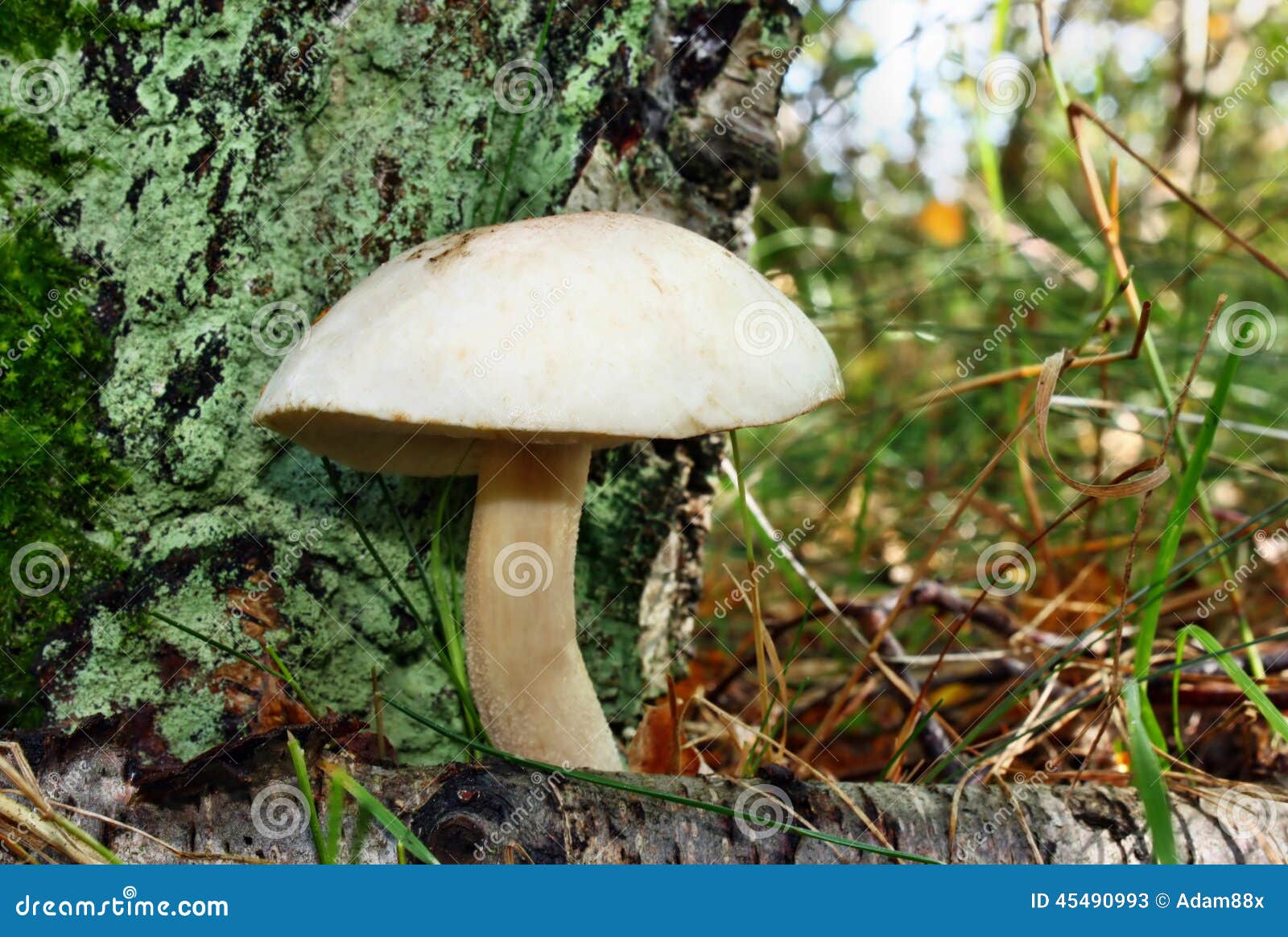 Holopus Growing Stock Photos - Free & Royalty-Free Stock Photos from ...