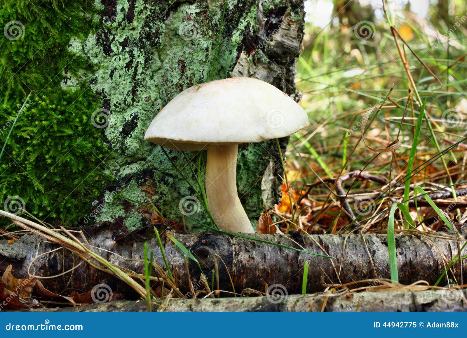 Mushroom leccinum holopus stock image. Image of scaber - 44942775