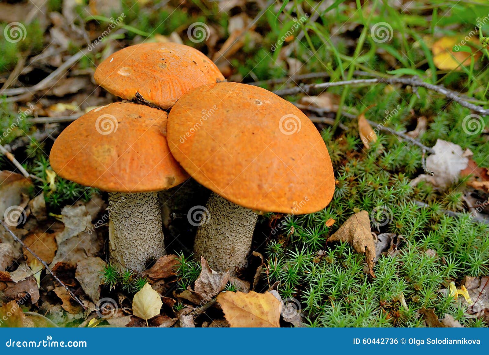 Mushroom Leccinum Versipelle Stock Photo - Image of fungus, organic ...