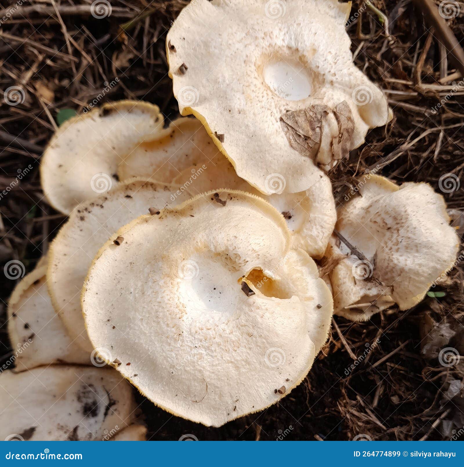 The Mushroom Lentinus Squarrosulus Growing in a Haystack Stock Image ...