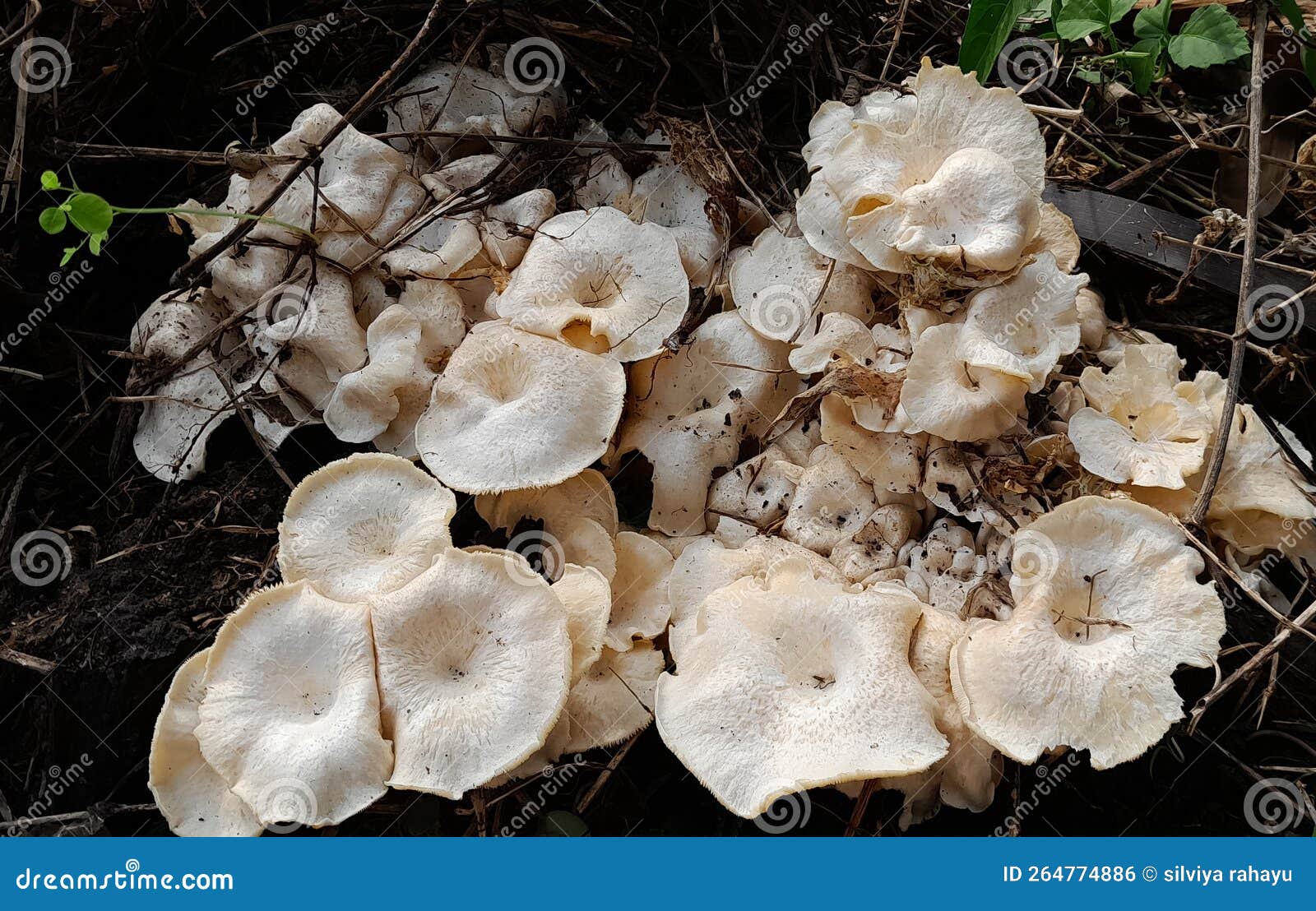 The Mushroom Lentinus Squarrosulus Which Grows Wild in the Garden Stock ...
