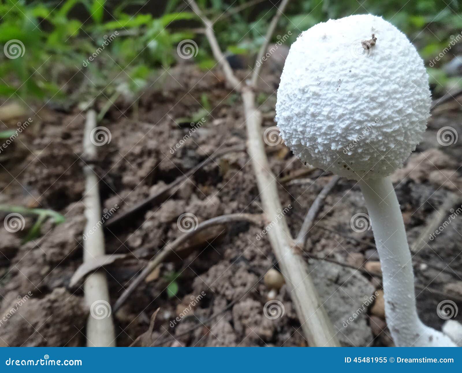 Mushroom Lollipop stock image. Image of natural, realnature - 45481955