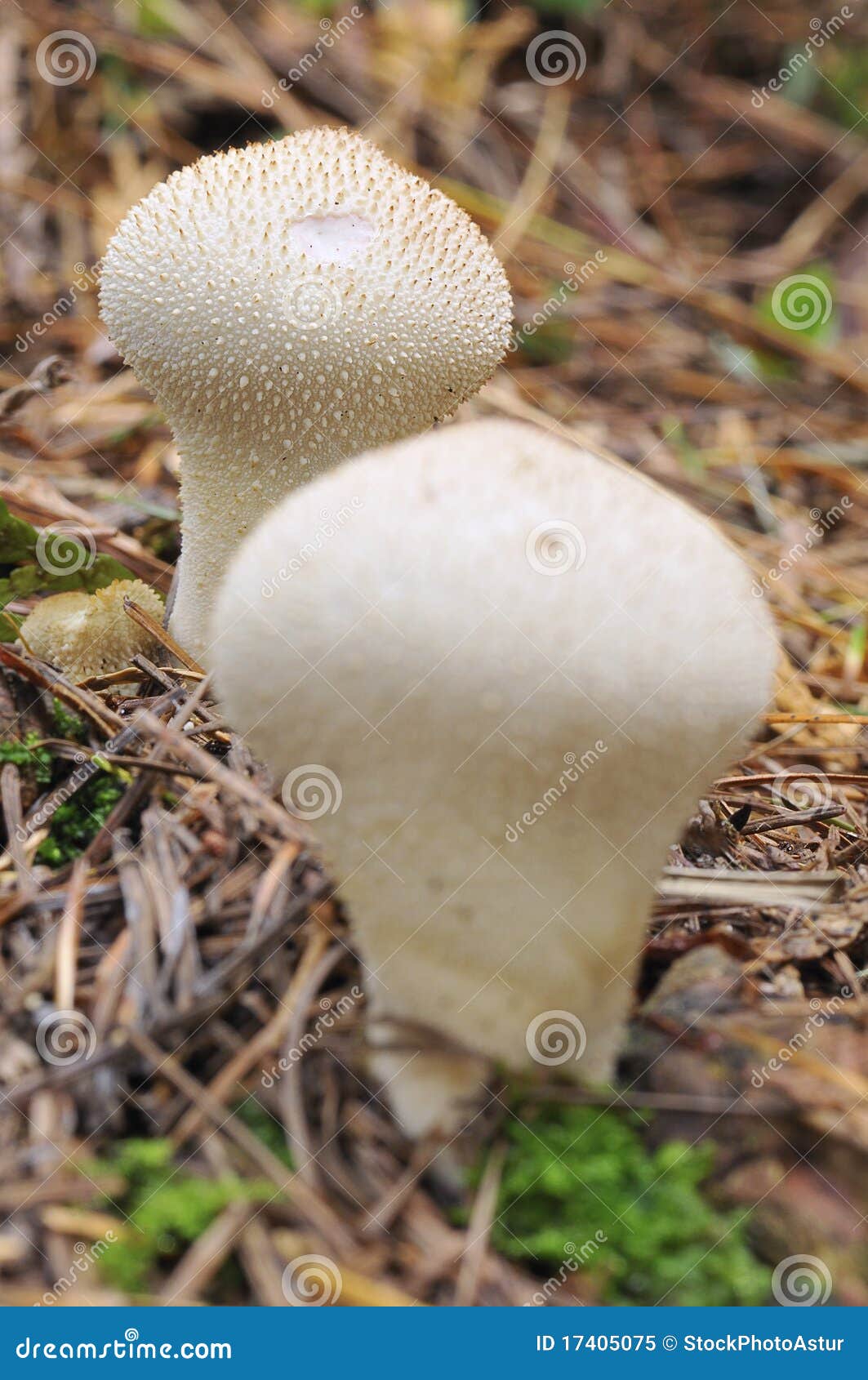 Mushroom, Lycoperdon Perlatum Stock Image - Image of cuisine, spores ...