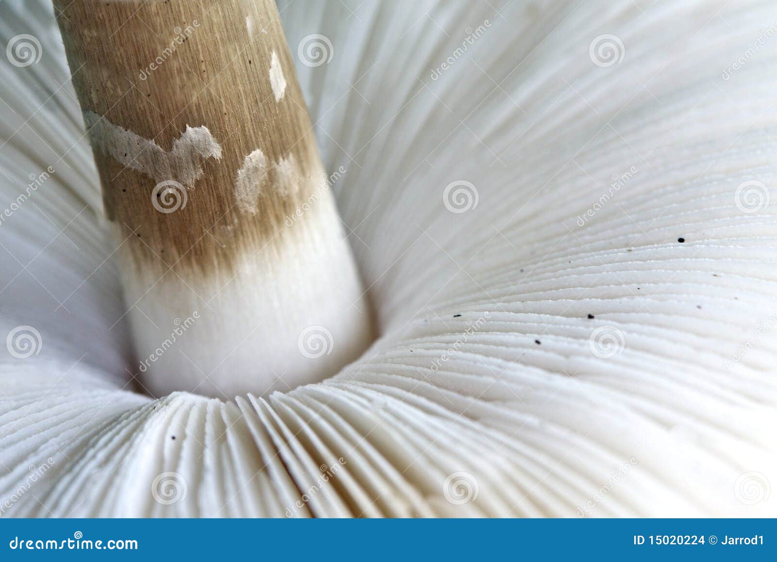 Mushroom macro stock photo. Image of white, macro, biology - 15020224