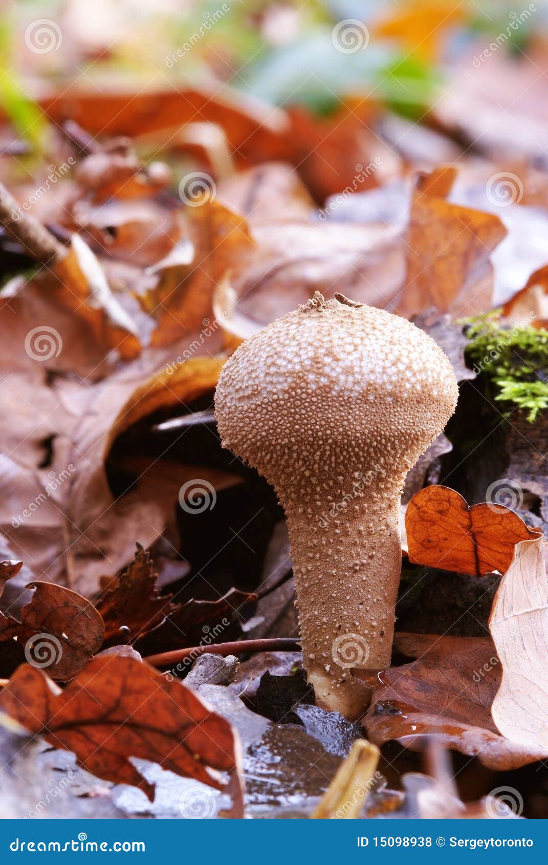 Mushroom Macro Cross-section, Inside And Outside On Pink Background ...
