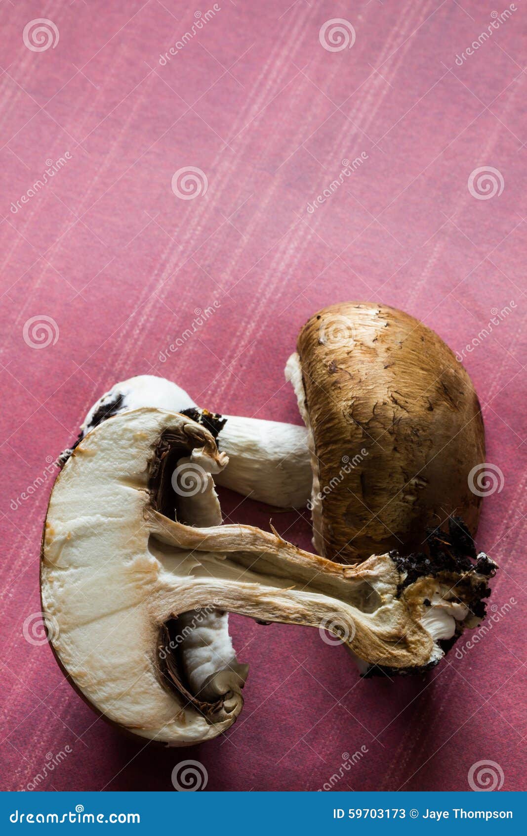 Mushroom Macro Cross-section, Inside and Outside on Pink Background ...
