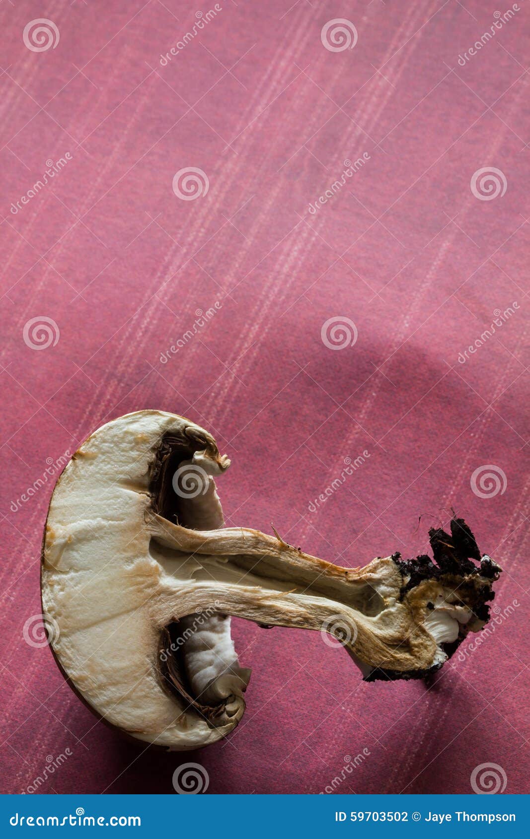 Mushroom Macro Inside Cross-section on Pink Background with Copy Space ...