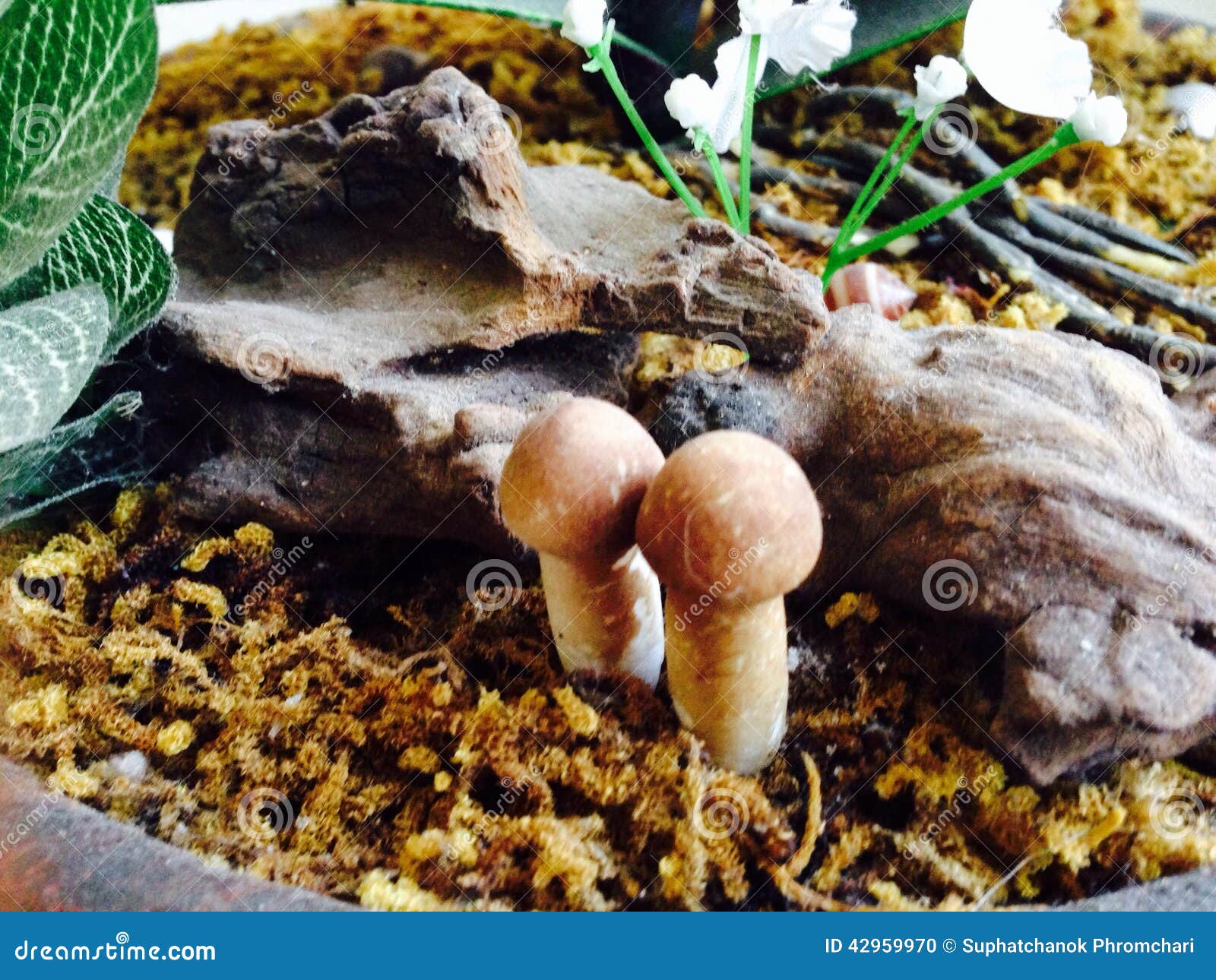 Model Nuture Stock Photos - Free & Royalty-Free Stock Photos from ...