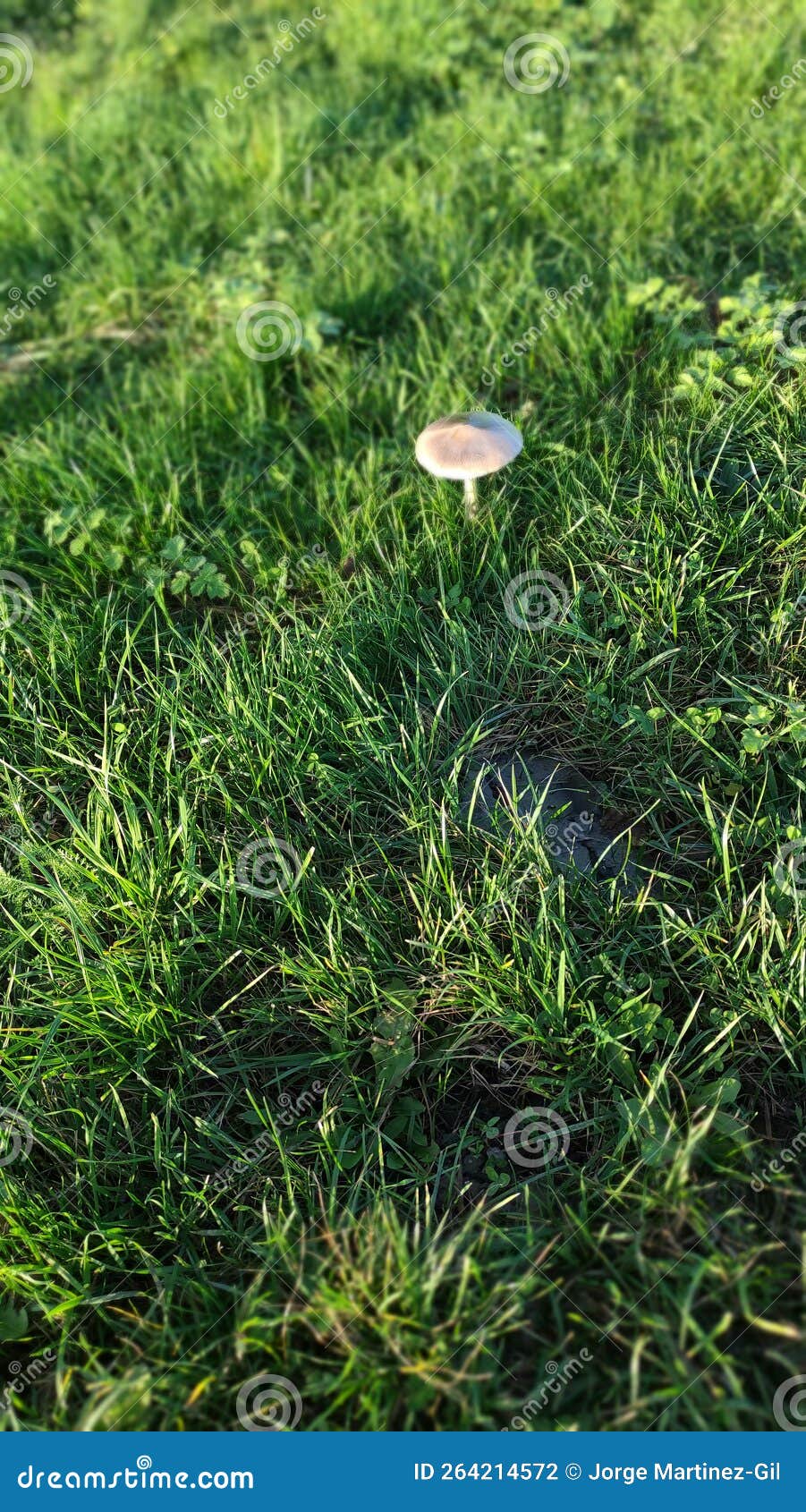 A mushroom in the morning stock photo. Image of garden - 264214572