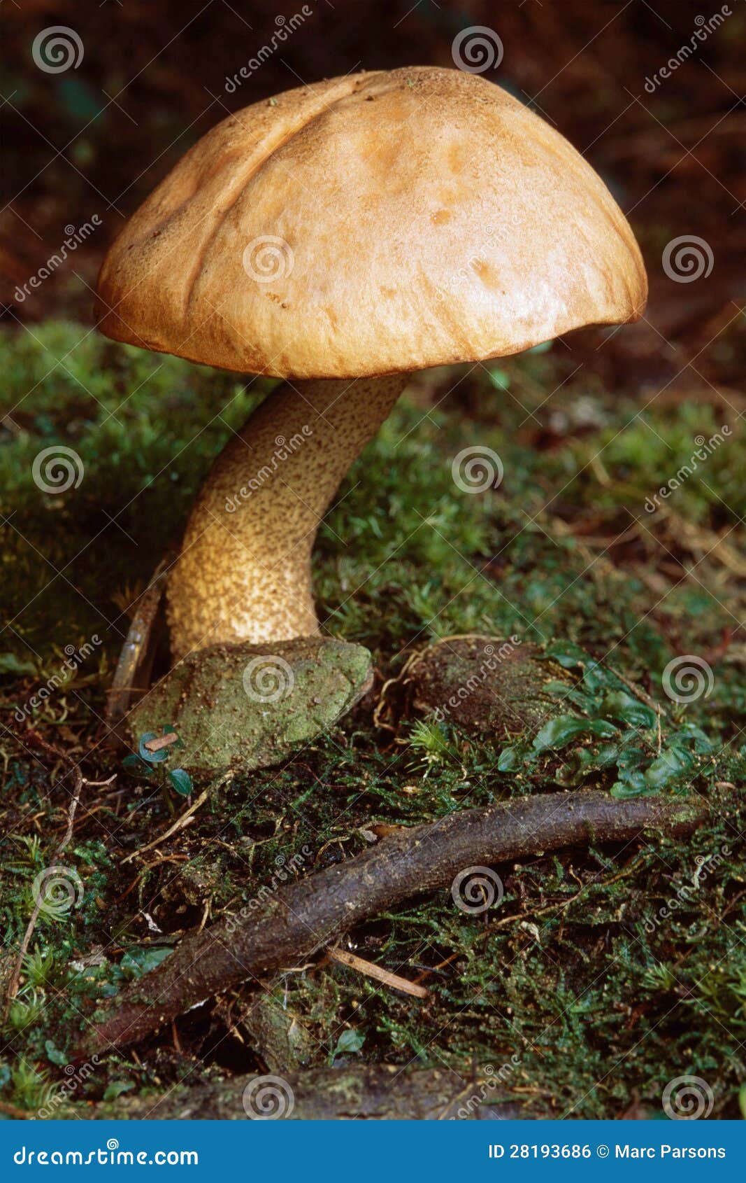 Mushroom in Mossy Earth stock photo. Image of mushroom - 28193686