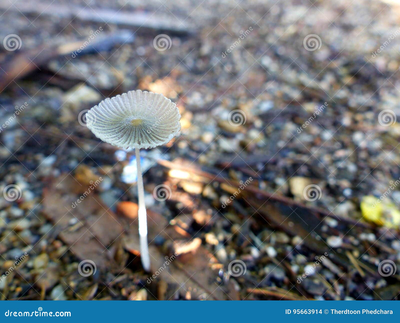 Mushroom stock photo. Image of agaricaceae, forest, mushroom - 95663914