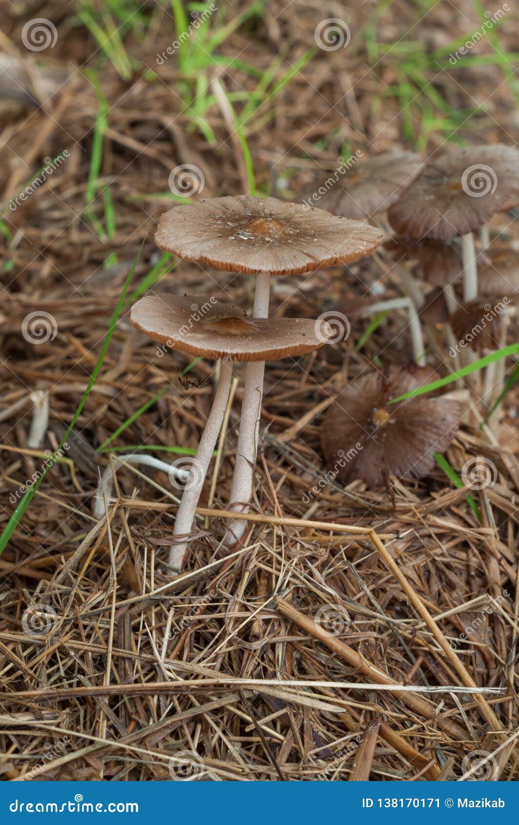 Mushrooms Grow on Old Straw Stock Image - Image of moist, natural ...