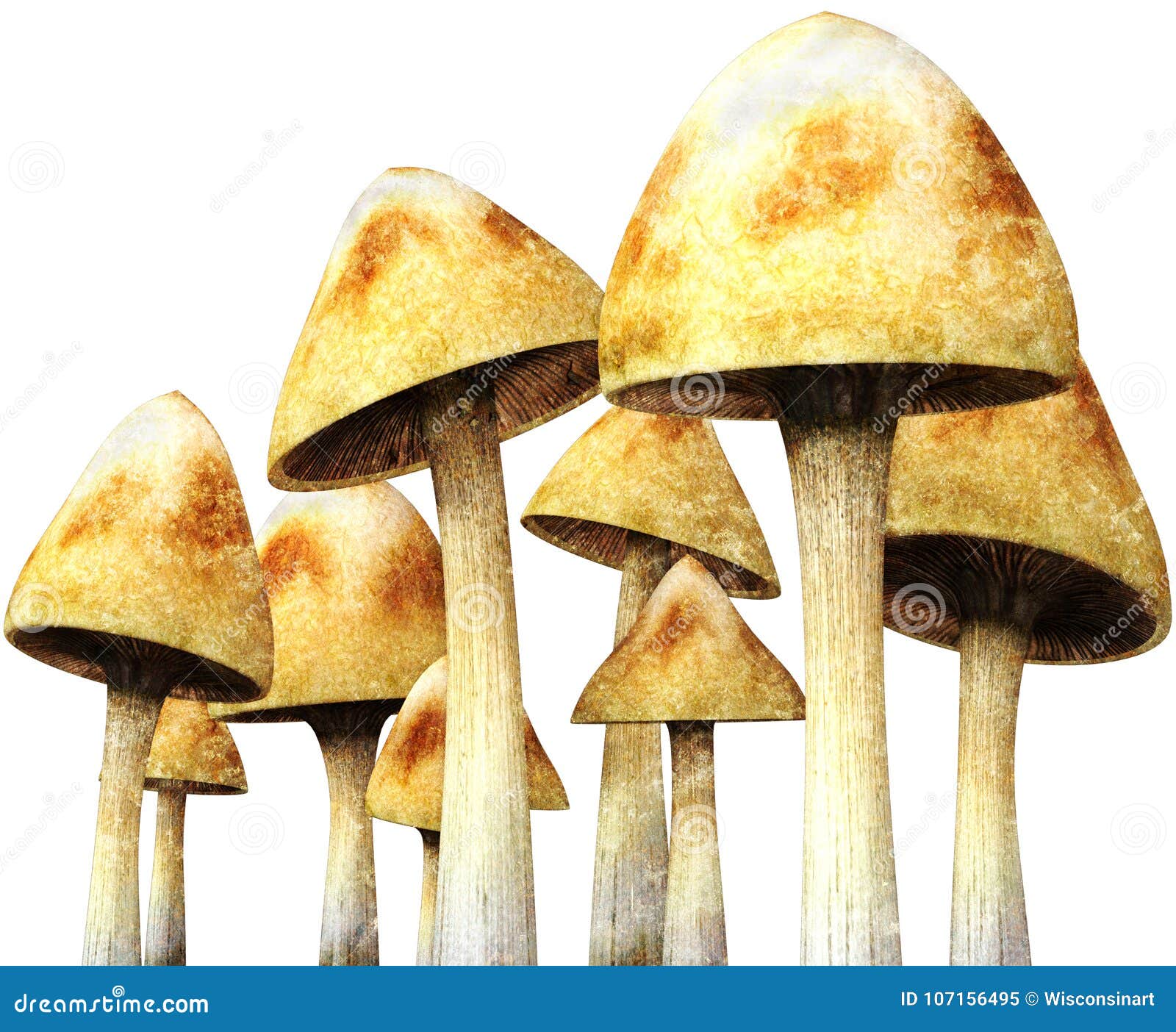 Mushroom, Mushrooms, Toadstool, Toadstools, Isolated Stock Image ...
