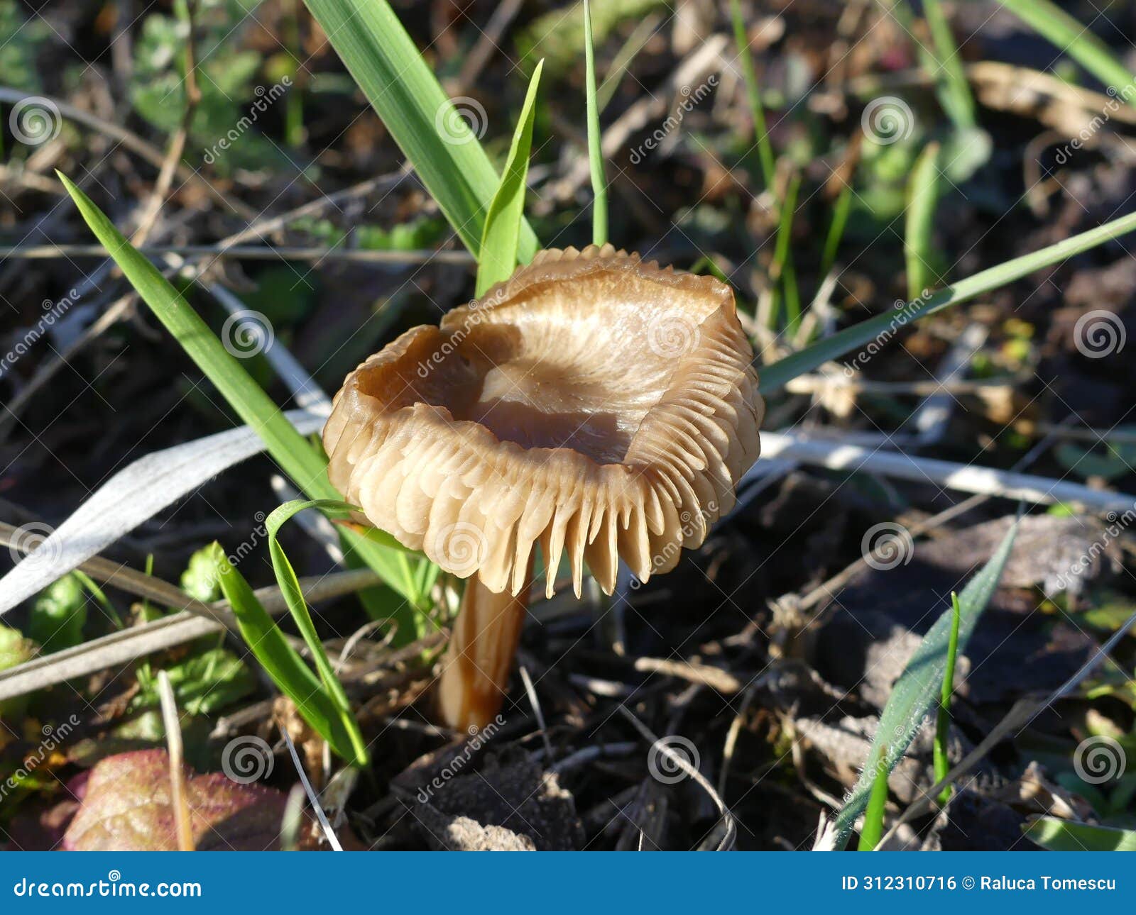 Mushroom in My Garden in Spring Morning Sun Stock Photo - Image of ...