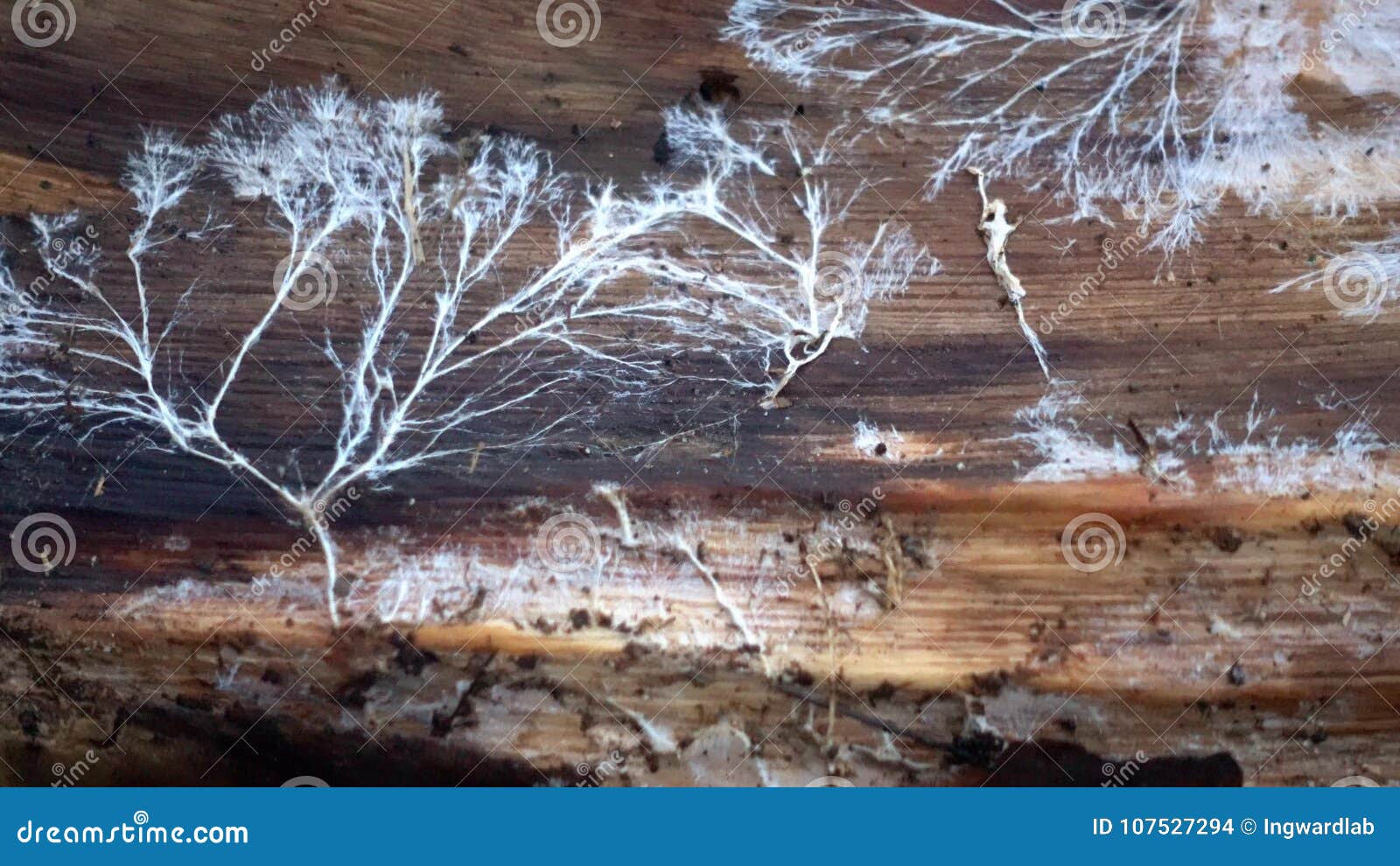 Beautiful Pattern from the Mycelium on the Decaying Tree Trunk. 4k ...