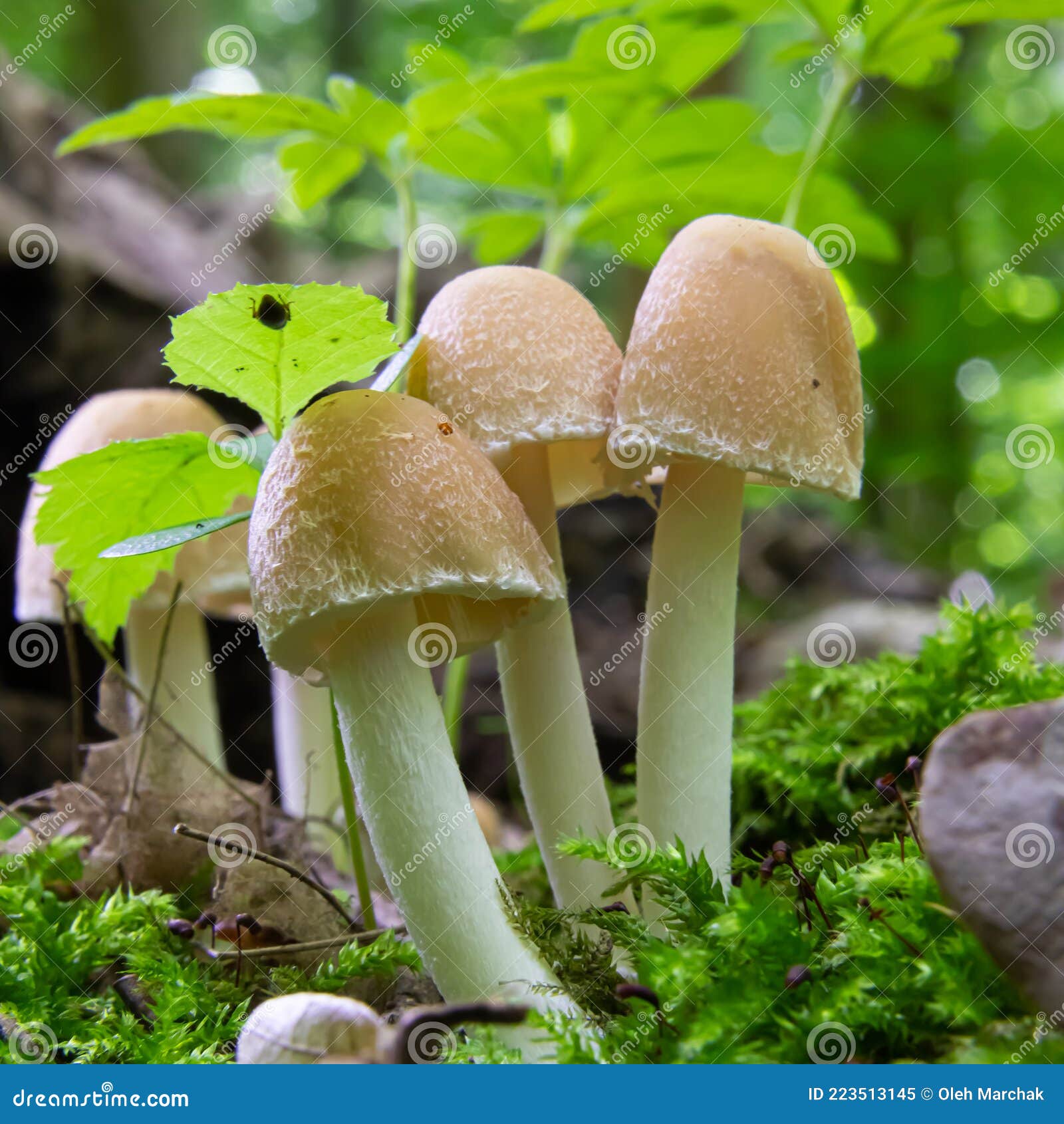 Mushroom in the Natural Environment Stock Image - Image of fresh ...
