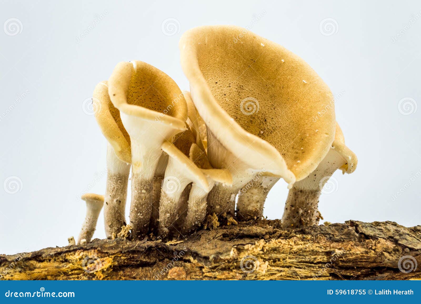 The Mushroom Life Cycle Mature Colus Hirudinosus With Volva And ...
