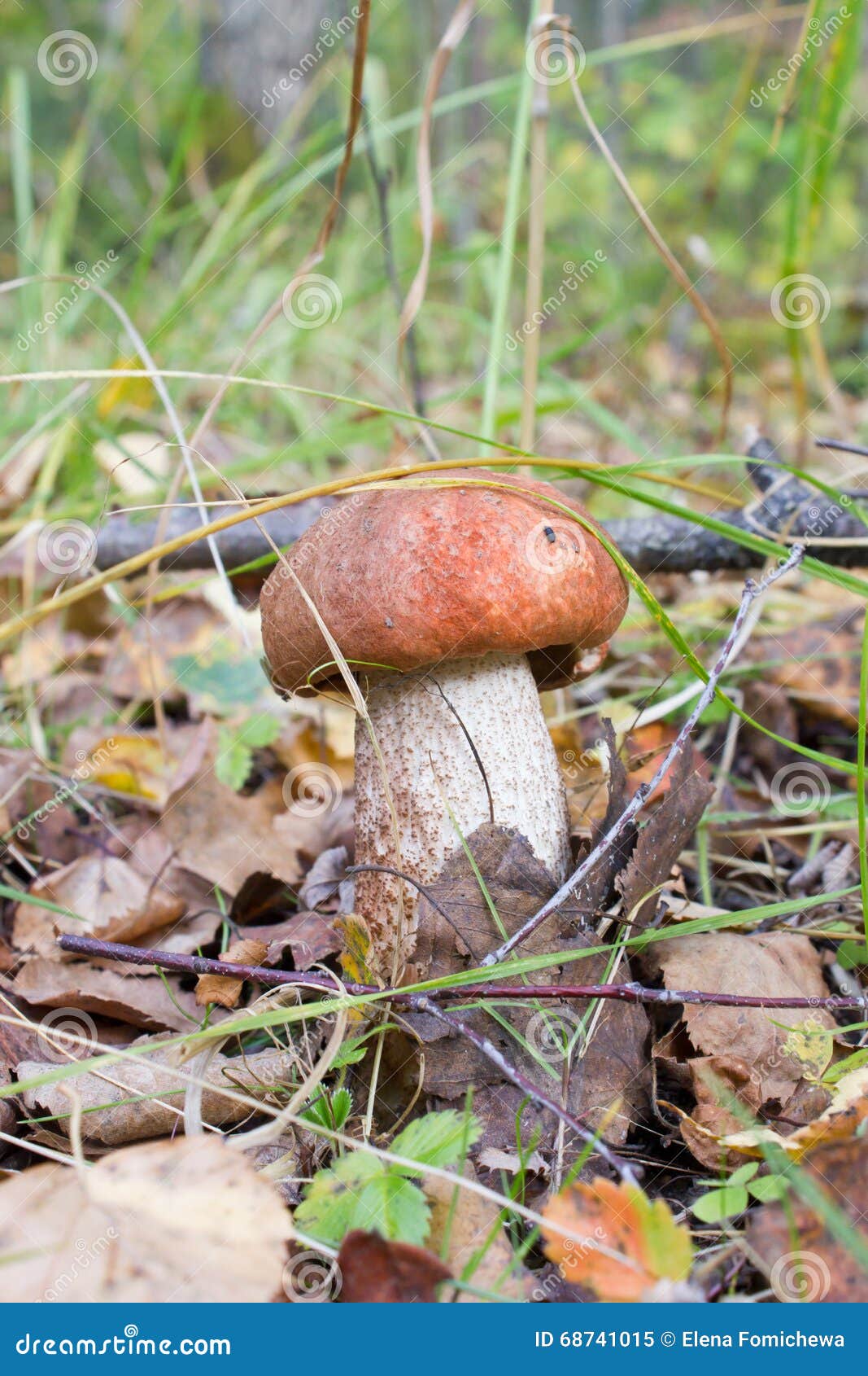 Mushroom Orange-cap Boletus in the Forest, in the Grass Stock Image ...