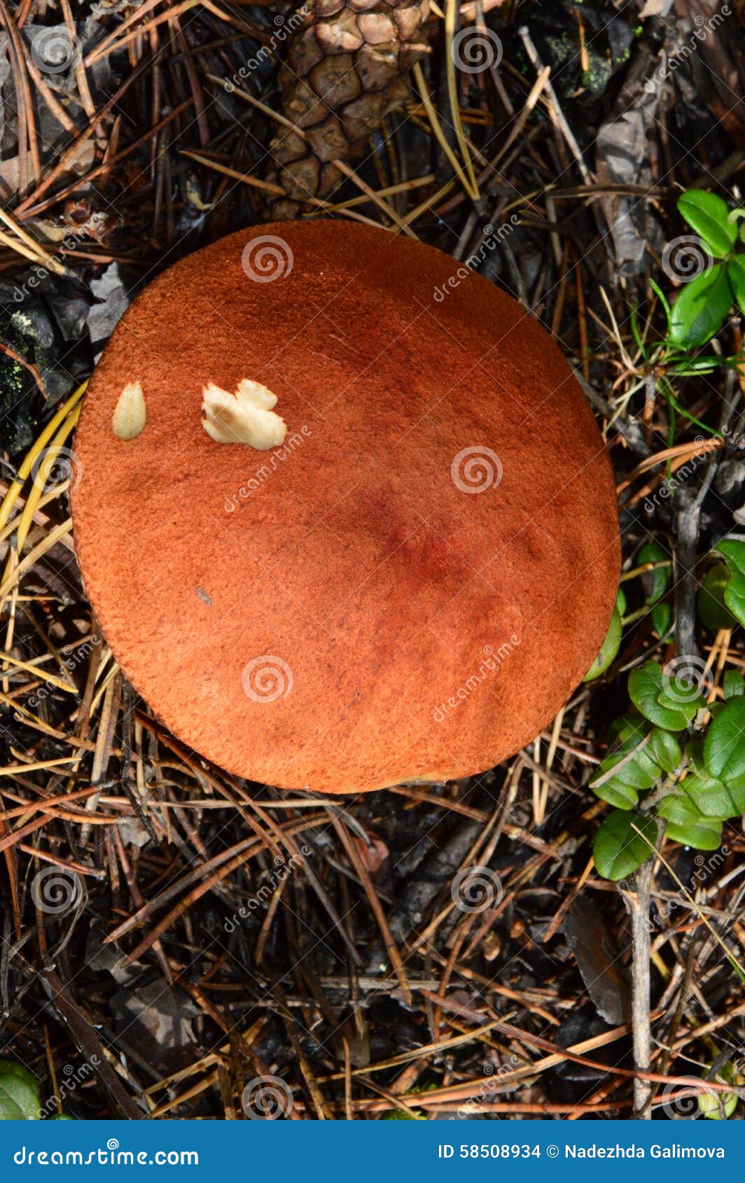 Mushroom Orange-cap Boletus Grows in the Forest. Stock Photo - Image of ...