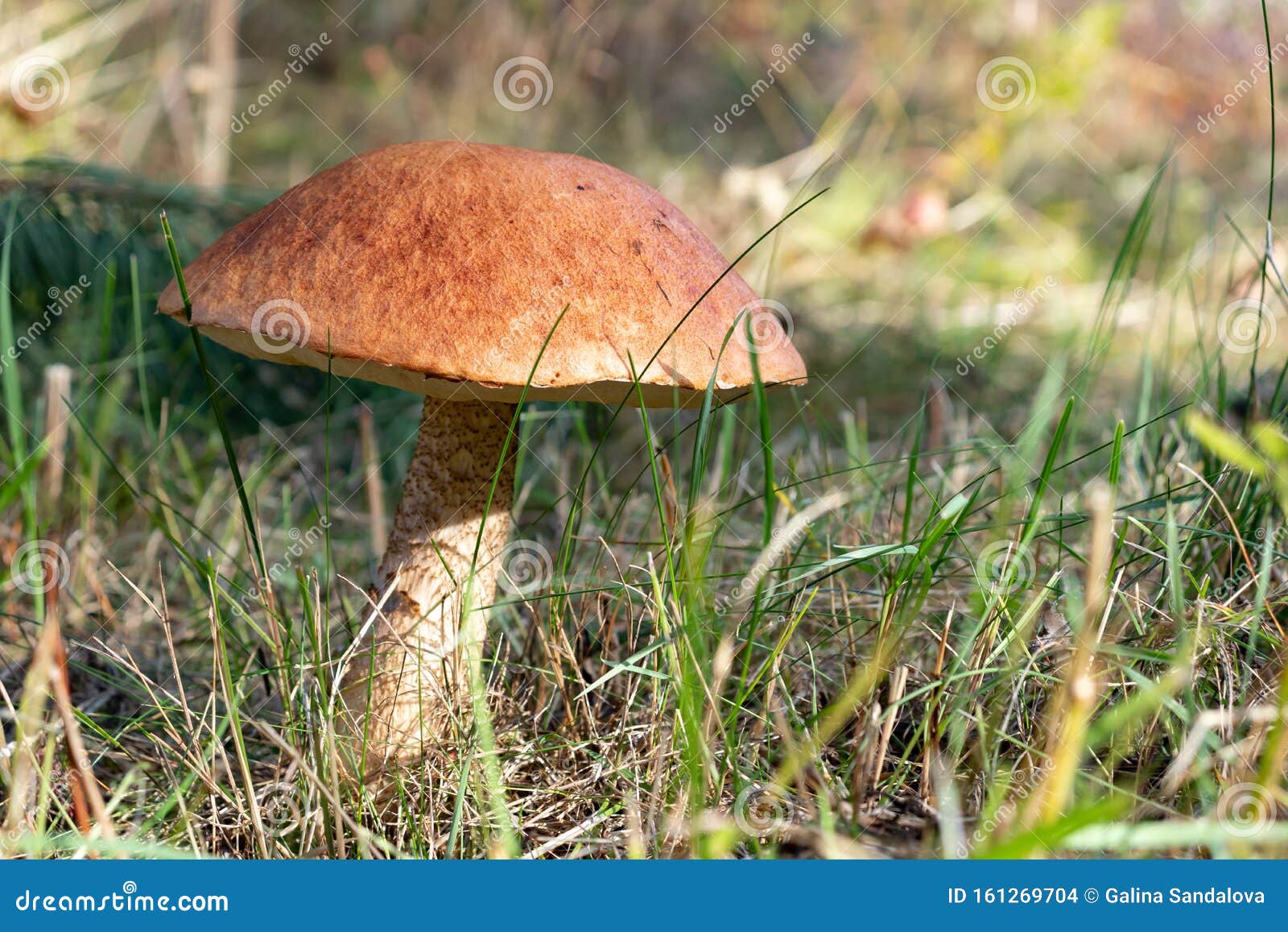 Mushroom Orange Cap Boletus Grows in Grass Stock Photo - Image of large ...