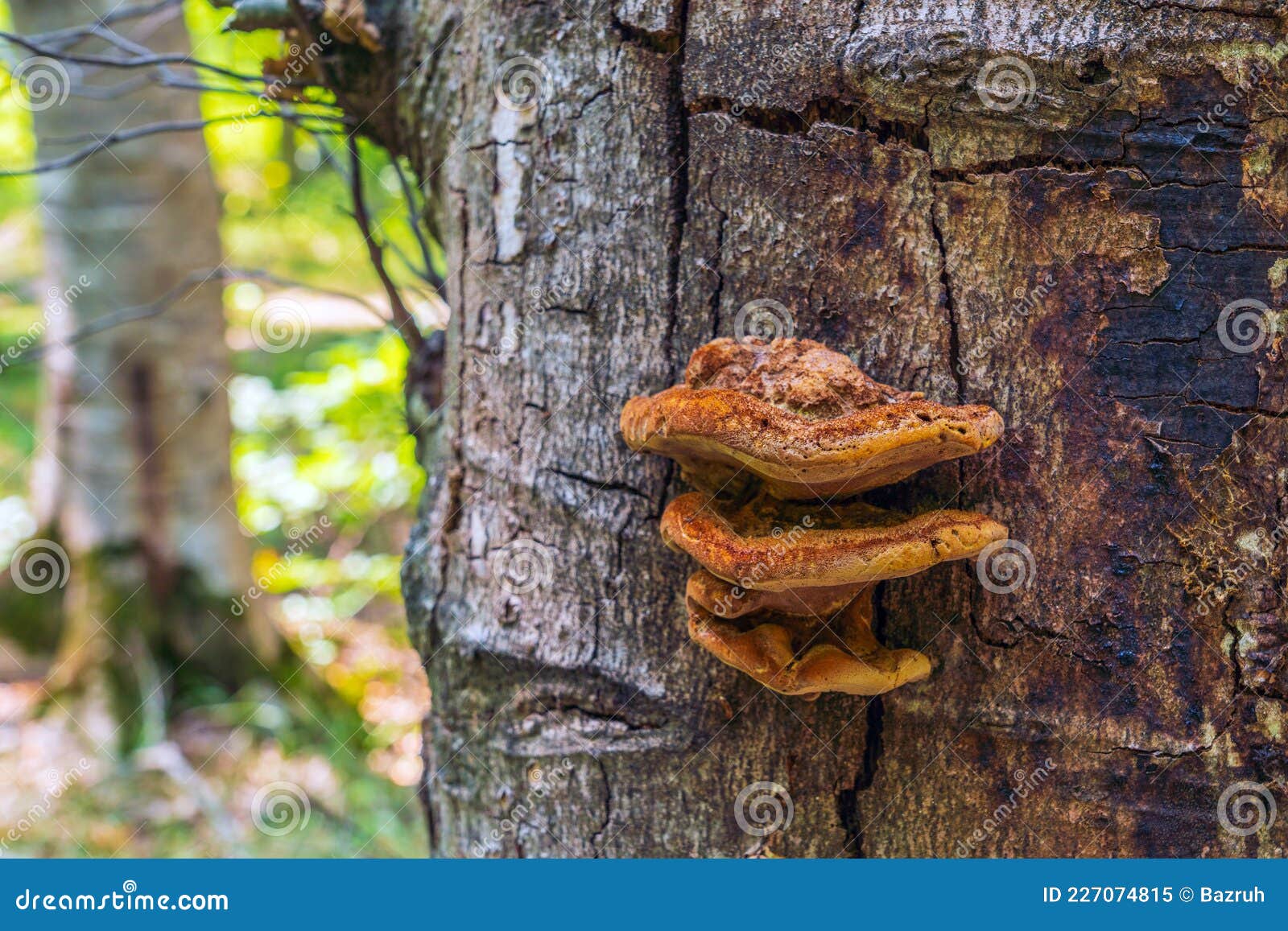 Parasite On Tree Royalty-Free Stock Photo | CartoonDealer.com #46578027