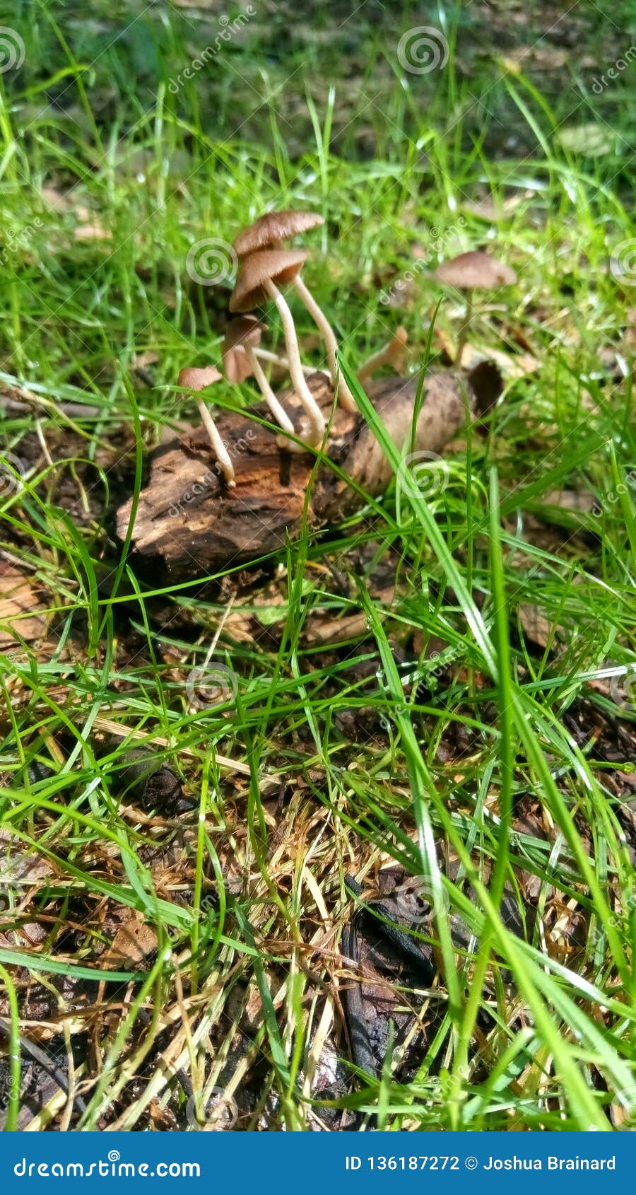 Mushroom stock photo. Image of outside, park, fungus - 136187272