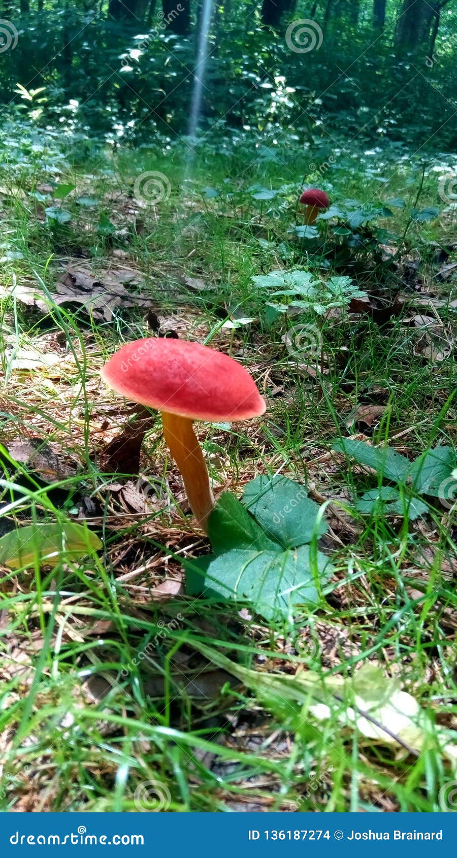 Mushroom stock photo. Image of park, lazyday, mushroom - 136187274