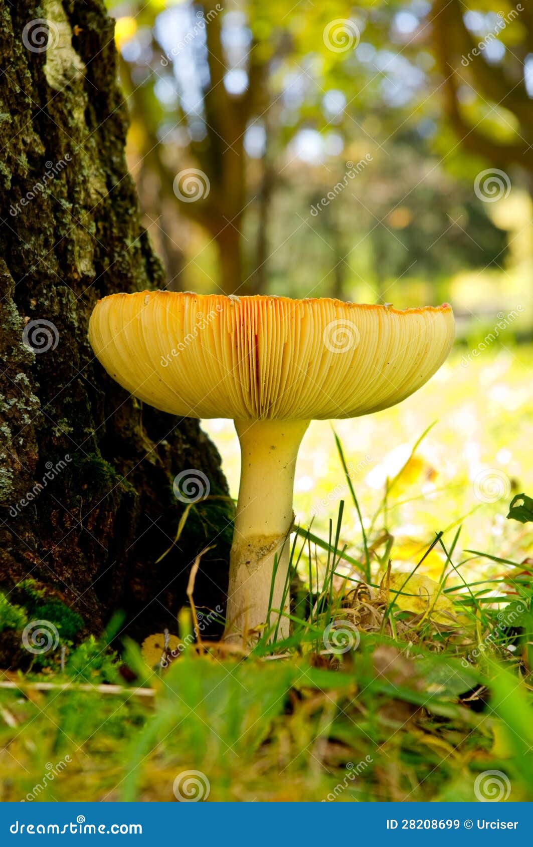 Mushroom in the park stock image. Image of daylight, natural - 28208699