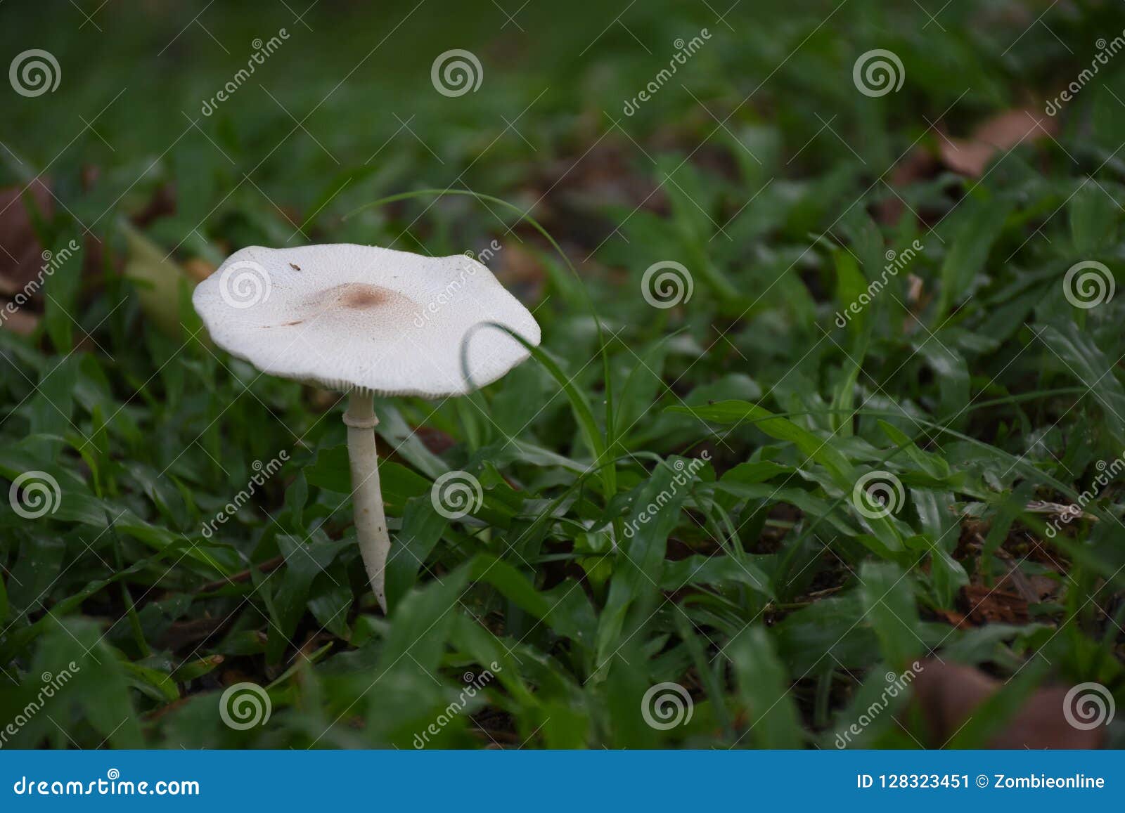 Mushroom in park stock image. Image of grass, troprical - 128323451