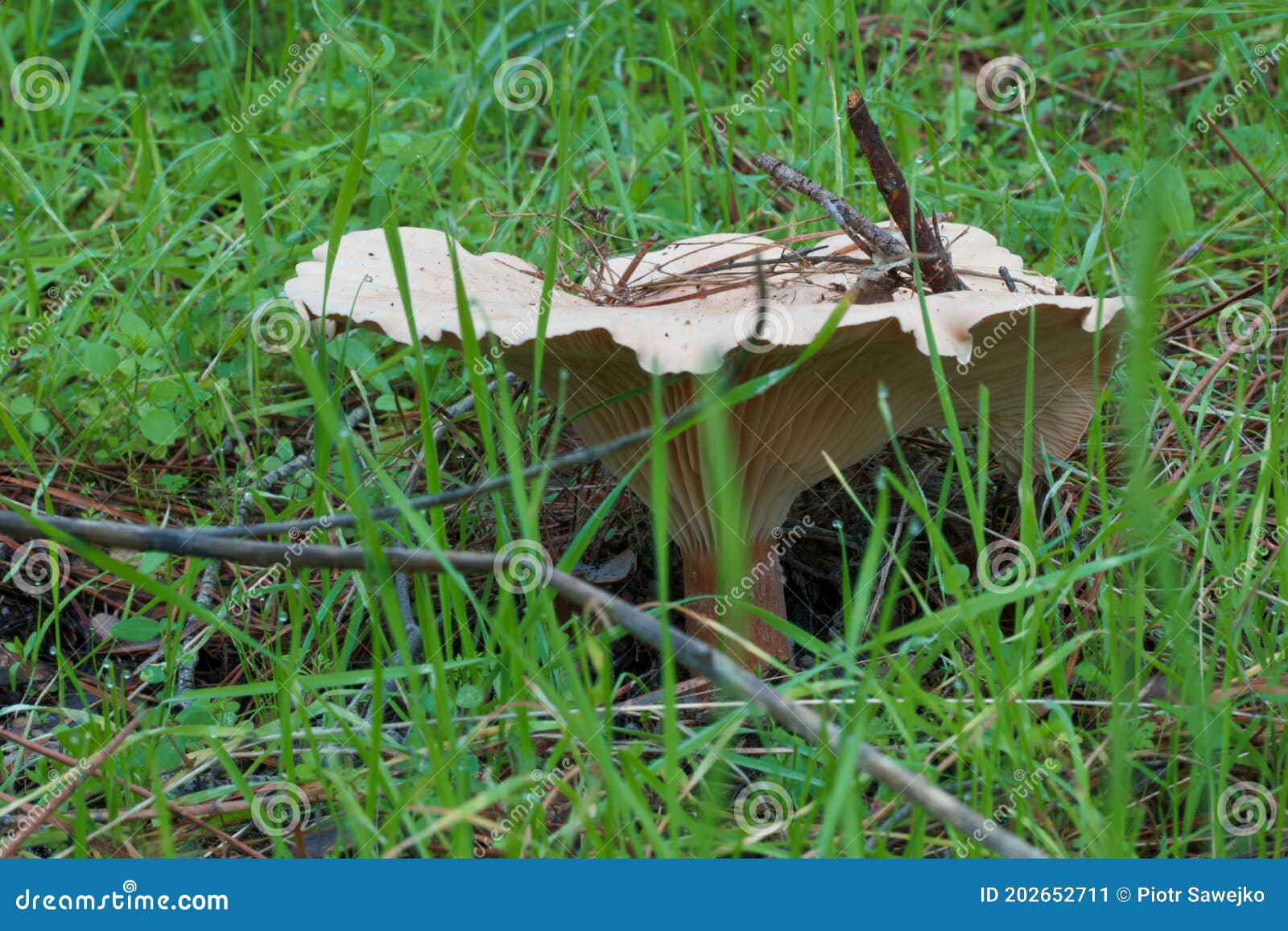 Mushroom Park Nature Flora Tree Stock Image - Image of flora, autumn ...