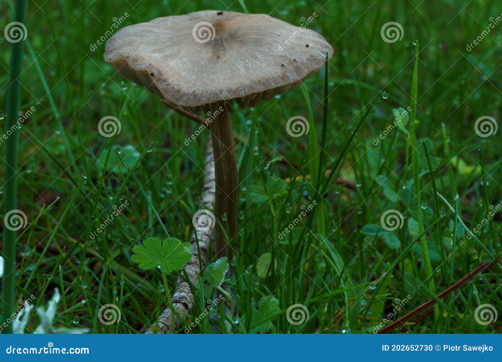 Mushroom Park Nature Flora Tree Stock Photo - Image of green, mushroom ...