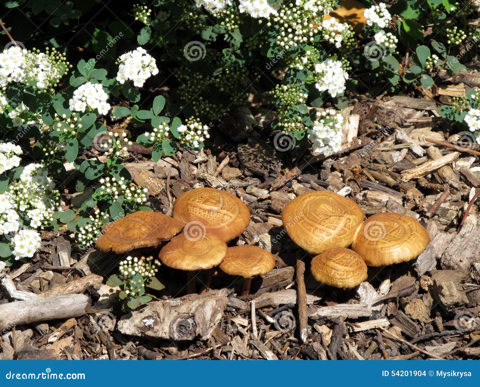 Mushroom in the park stock photo. Image of leaves, blooming - 54201904