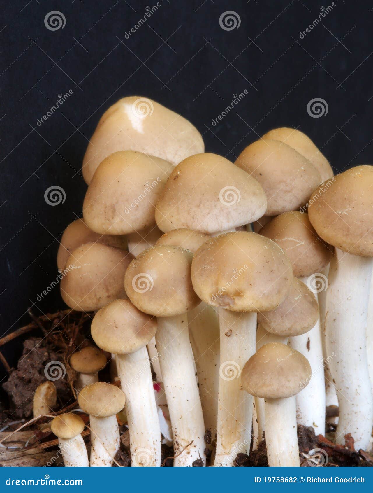 Mushroom Patch stock photo. Image of mushroom, black - 19758682