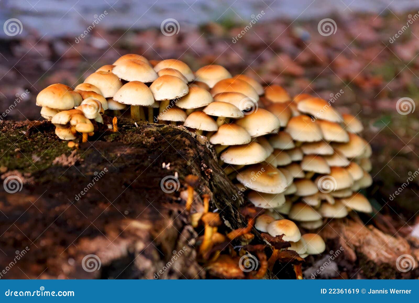 Mushroom Patch stock image. Image of earth, copse, spores - 22361619