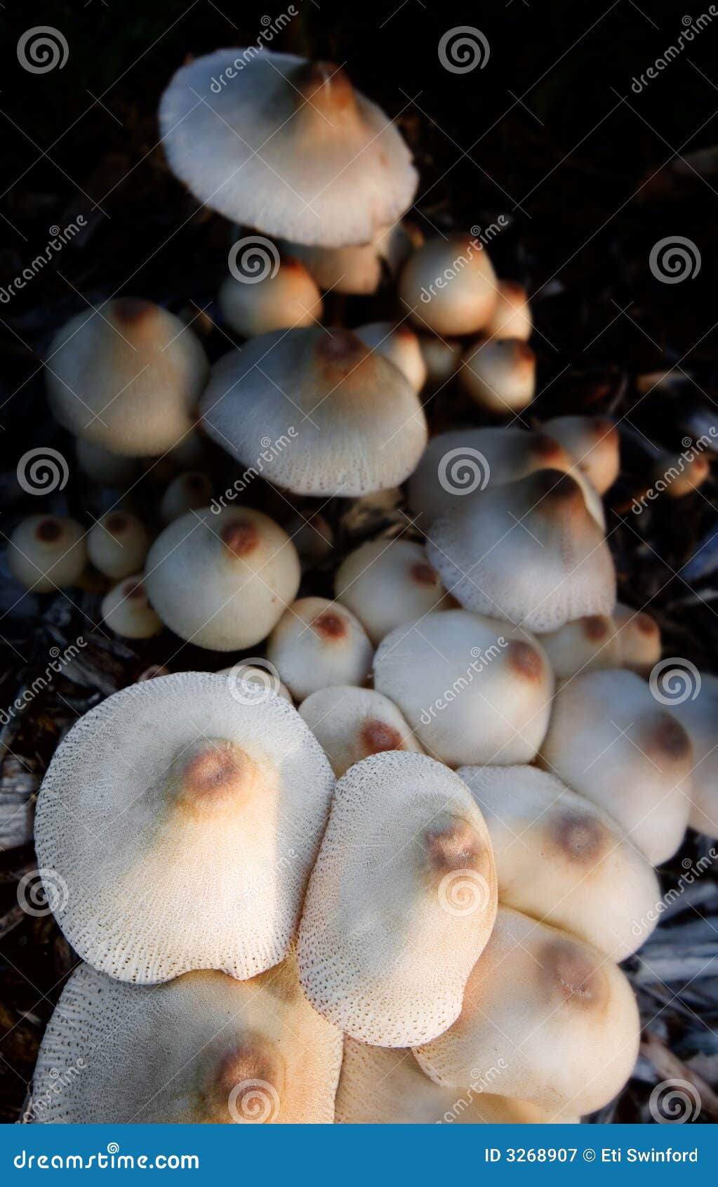 Mushroom patch stock image. Image of group, glow, wild - 3268907