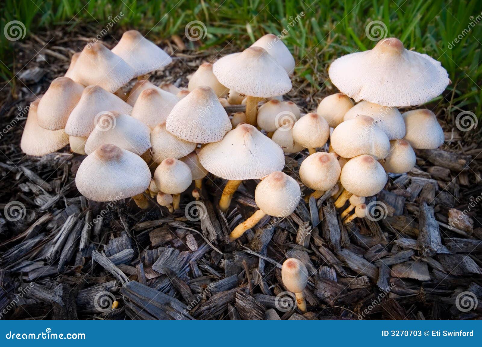 Mushroom patch stock image. Image of wild, bunch, ladies - 3270703