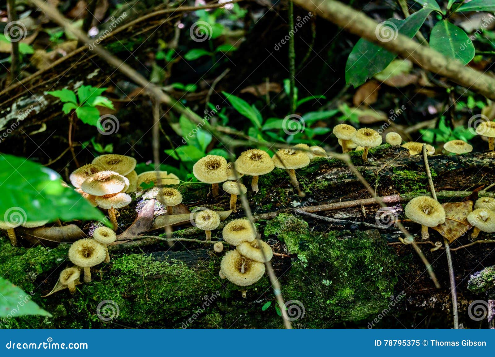 Mushroom patch stock image. Image of panus, southern - 78795375