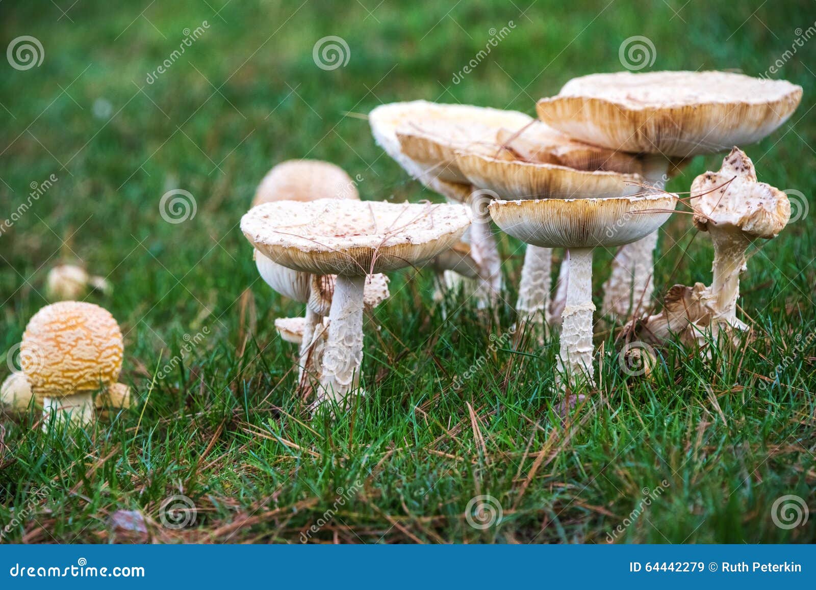 Mushroom Patch stock image. Image of green, vegetarian - 64442279