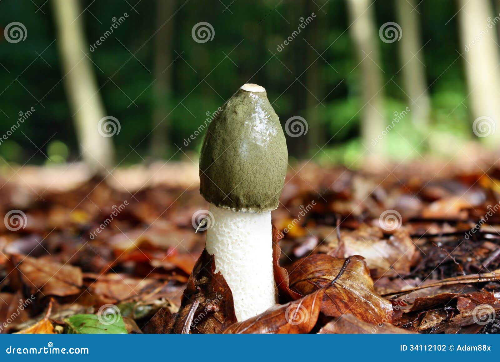 Mushroom phallus impudicus stock photo. Image of high - 34112102