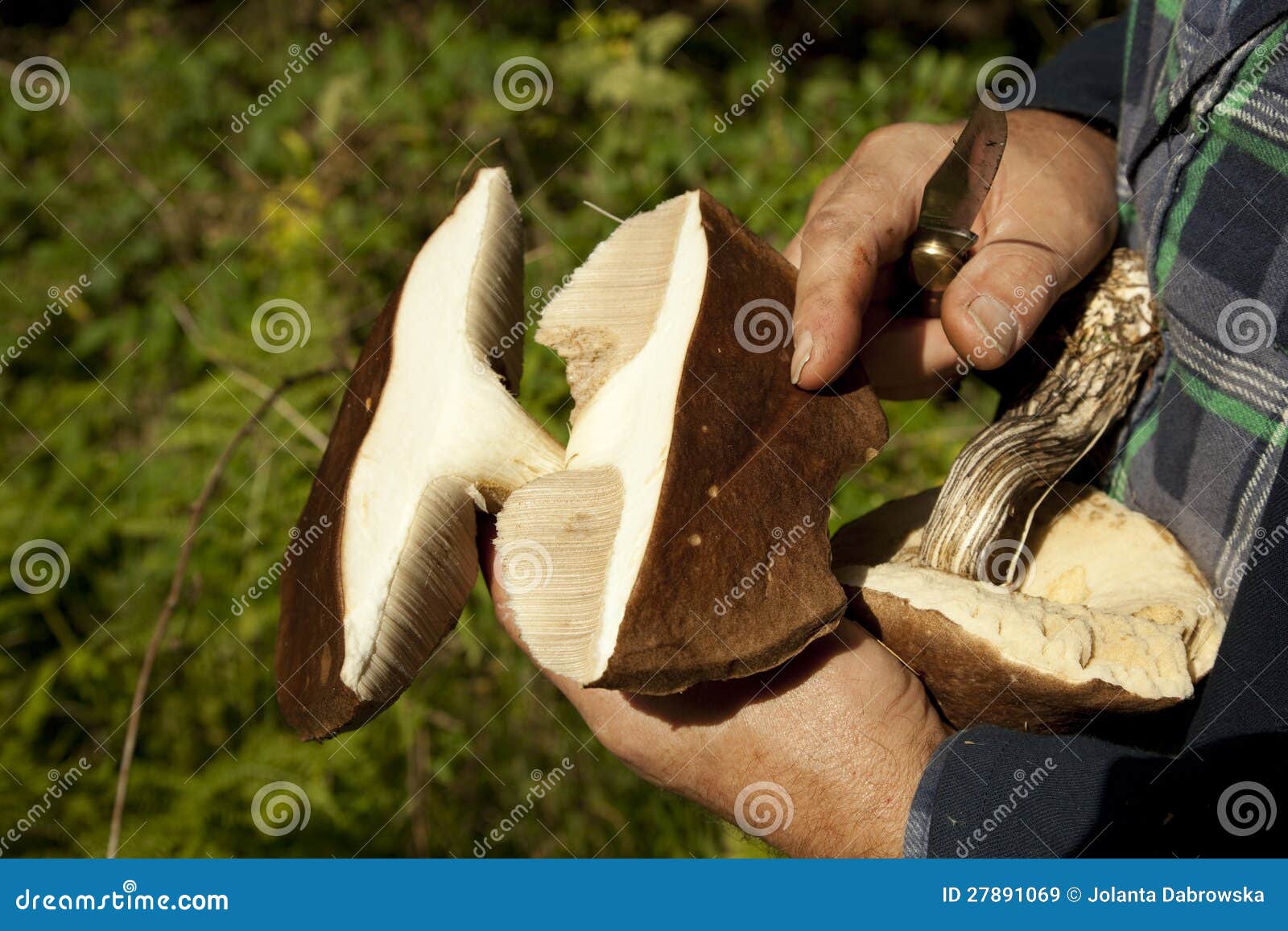 Mushroom picker stock image. Image of food, mushroom - 27891069
