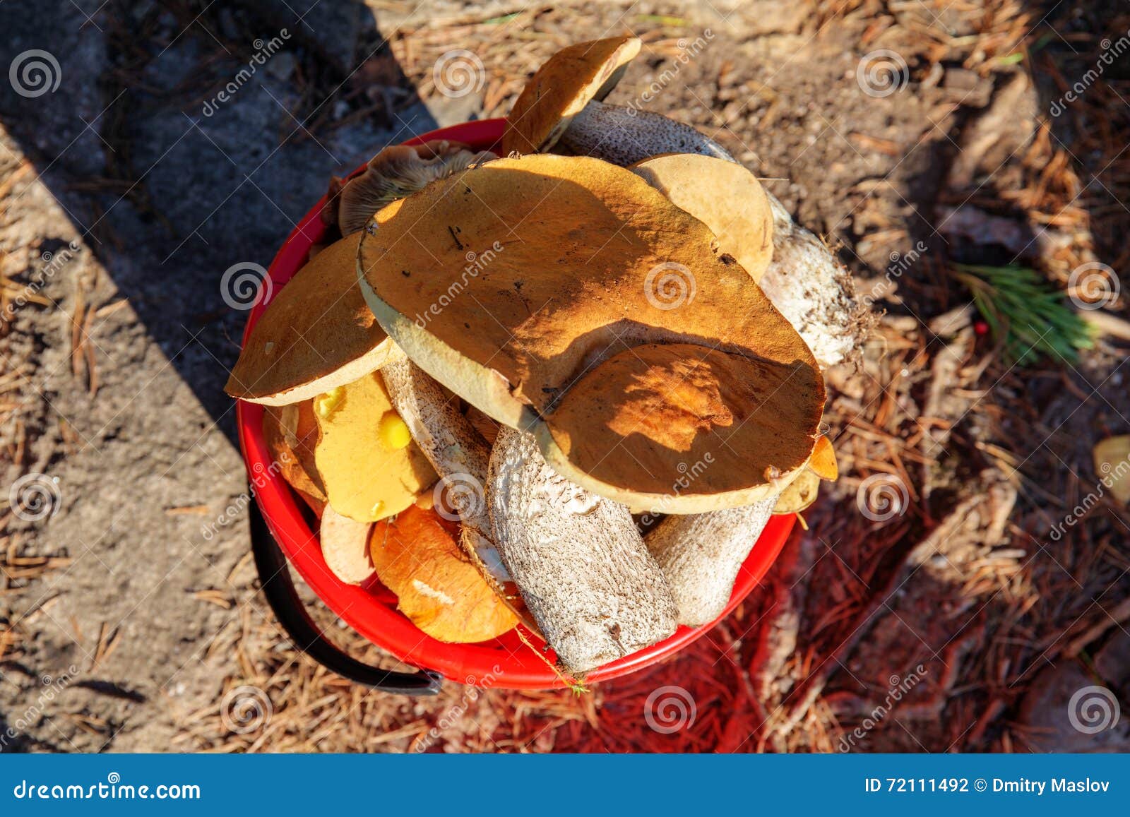 Mushroom picker harvest stock photo. Image of abundance - 72111492