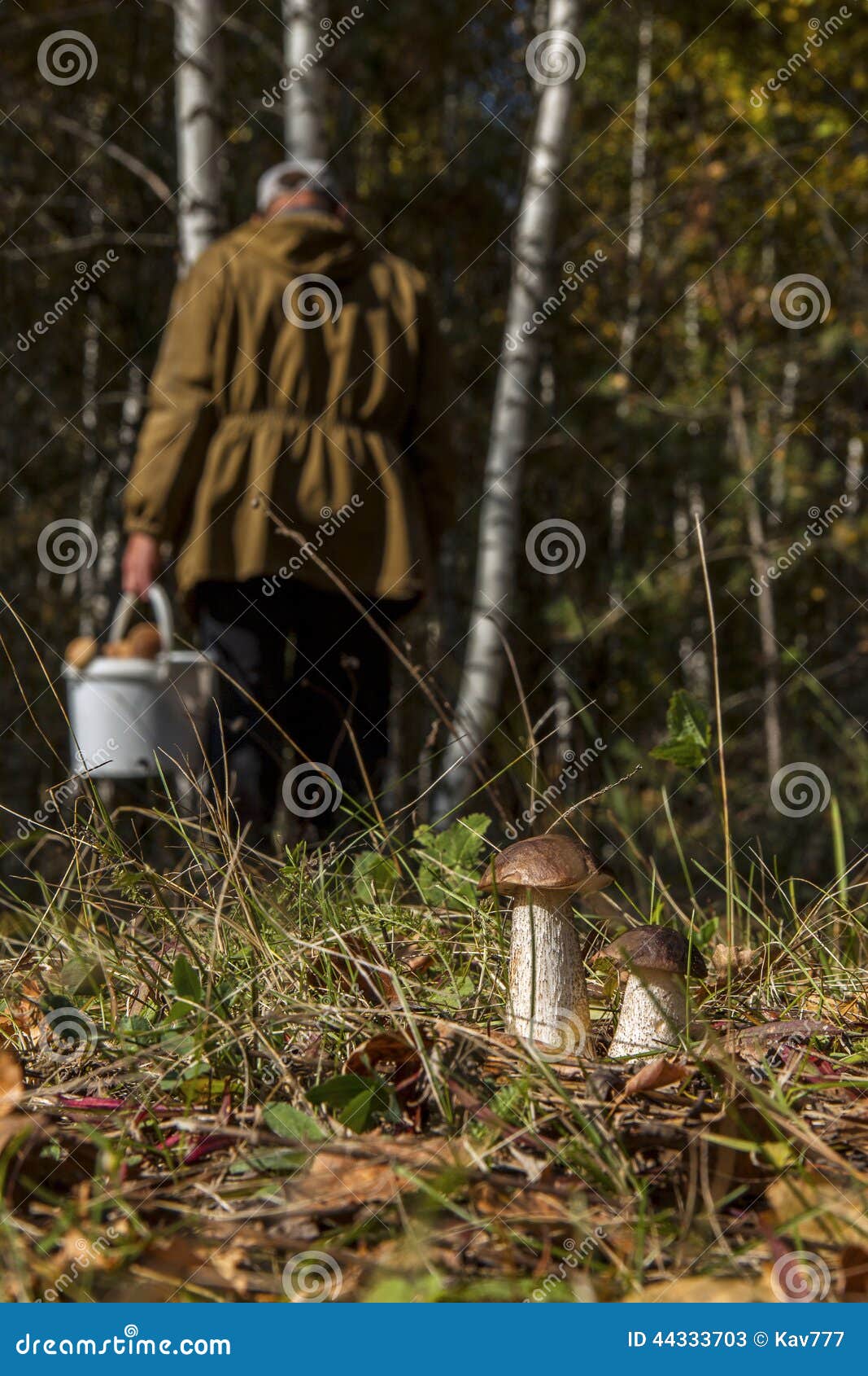 Mushroom Picker, Who Missed Boletus Stock Image - Image of miss, food ...