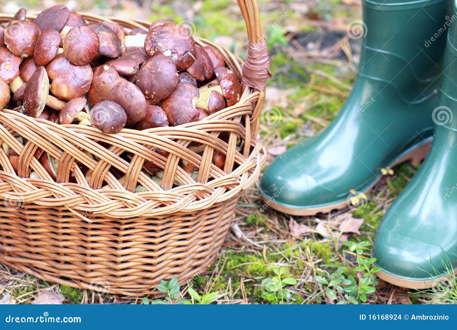 Mushroom picking stock photo. Image of basket, moss, picking - 16168924