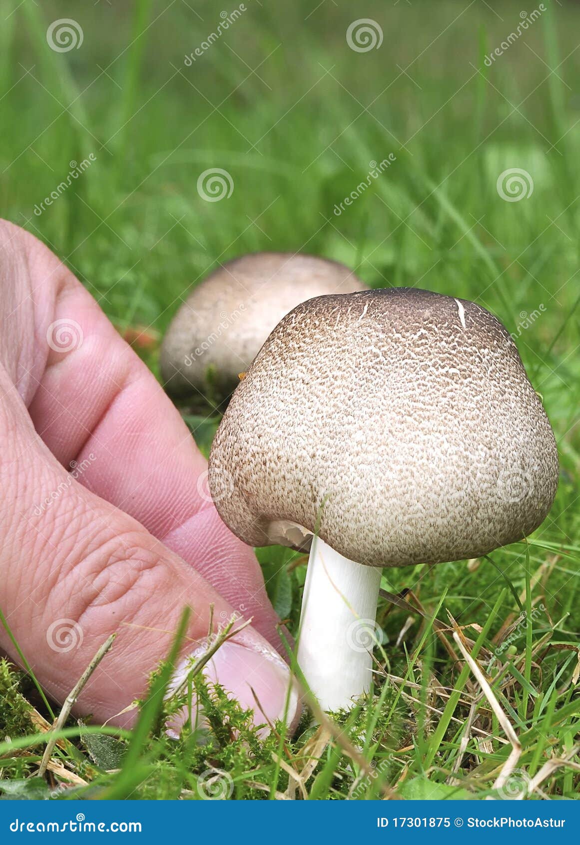 Mushroom picking stock image. Image of forest, edible - 17301875